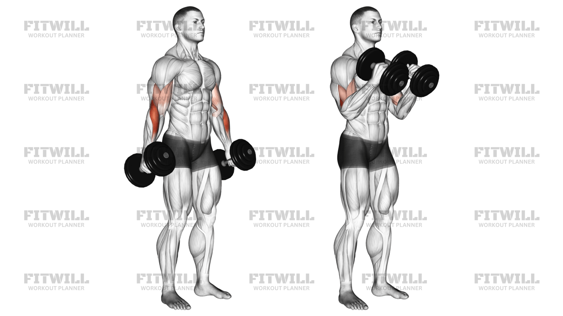Dumbbell Hammer Curl (version 2): Exercise Guide, Video, Techniques ...