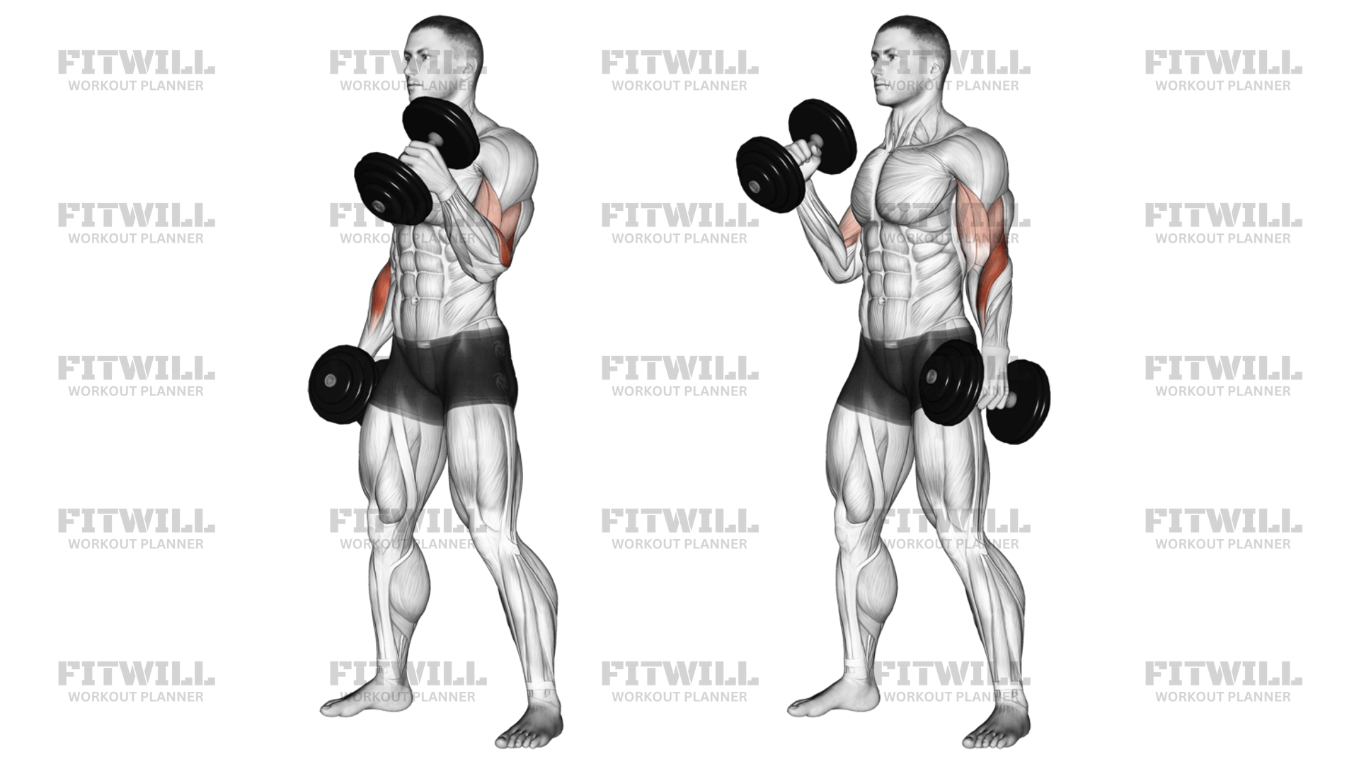 Dumbbell Alternating Hammer Curl: Exercise Guide, Video, Techniques, Benefits, How to, Muscles ...