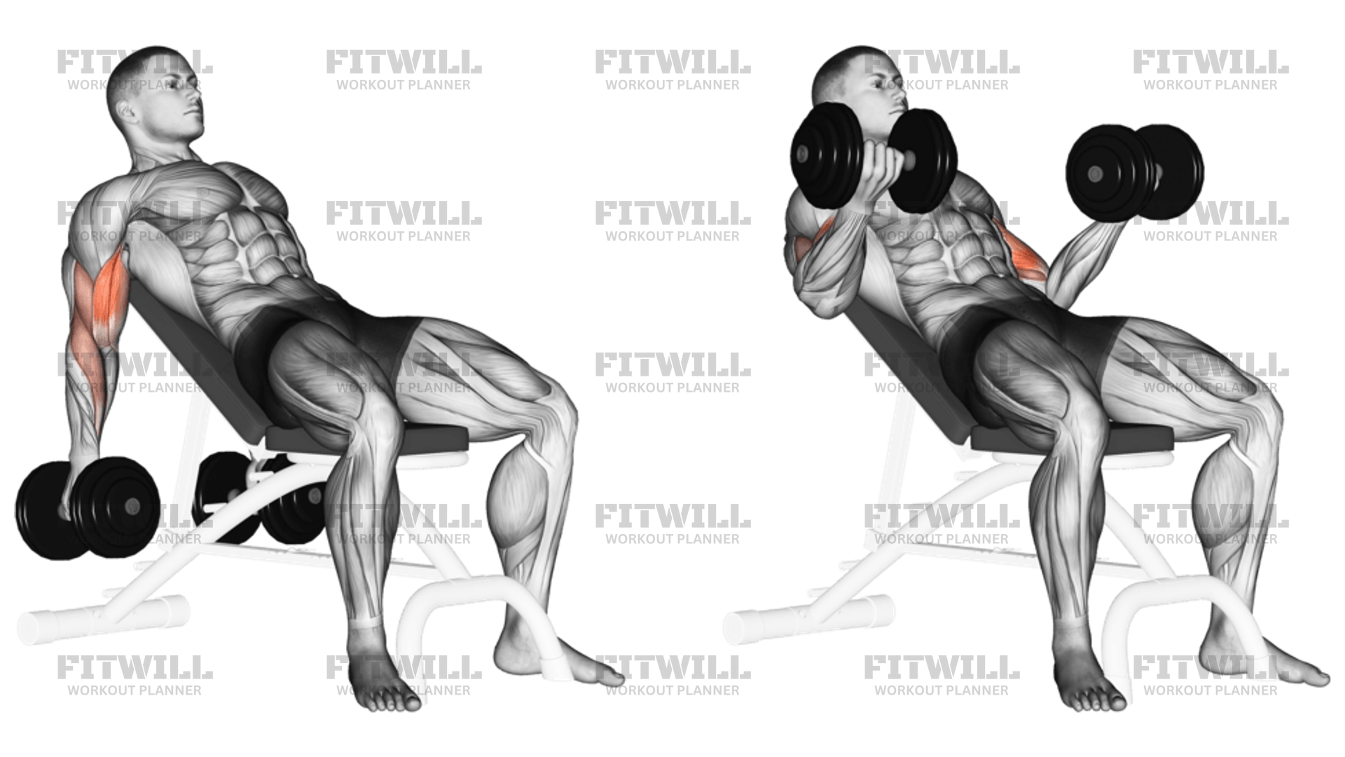 Curl De Bíceps Con Mancuernas En Banco Inclinado: Guía de Ejercicios ...