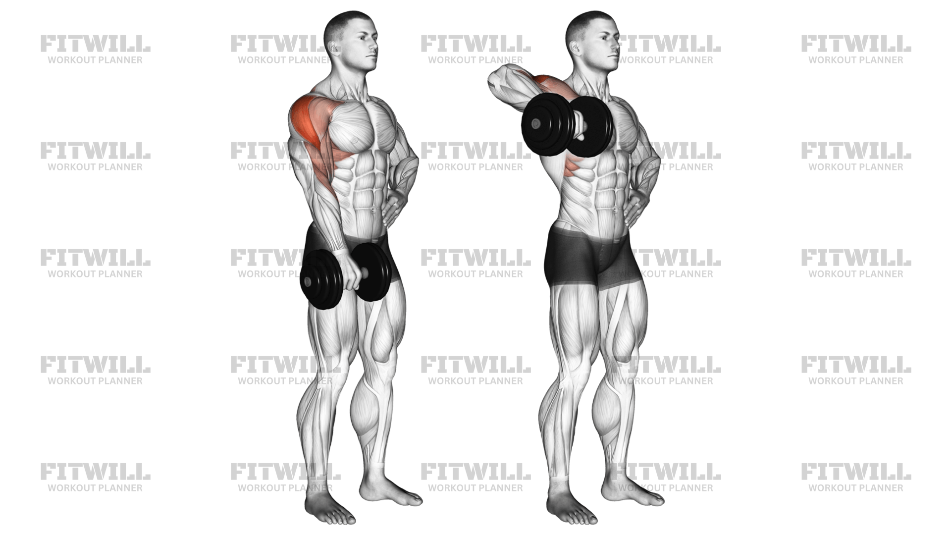 Dumbbell One Arm Upright Row: Exercise Guide, Techniques, Benefits, How ... Dumbbell One Arm Upright Row: Exercise Guide, Techniques, Benefits, How ...
