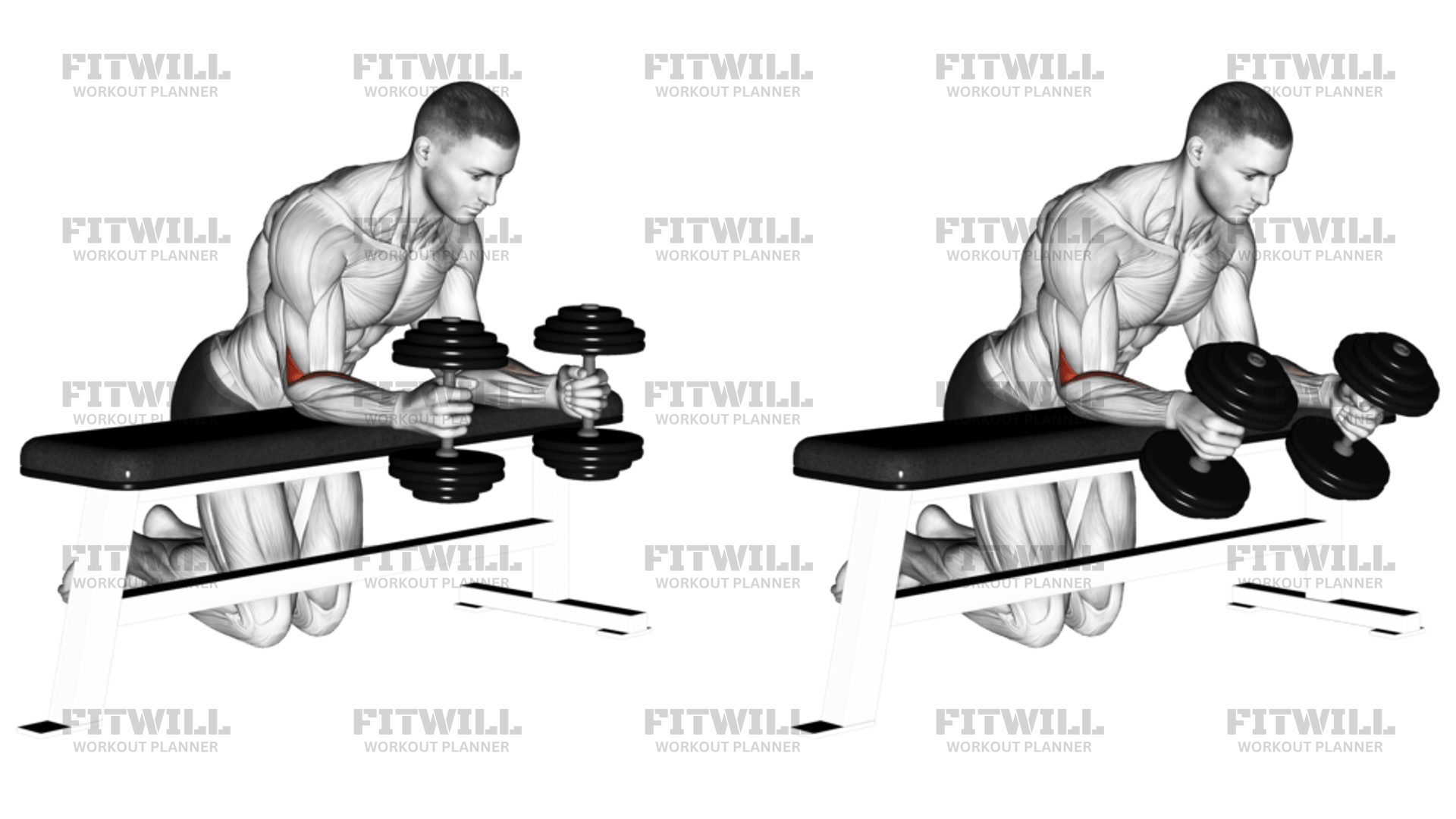 Dumbbell Over Bench Neutral Wrist Curl: Exercise Guide, Techniques ...