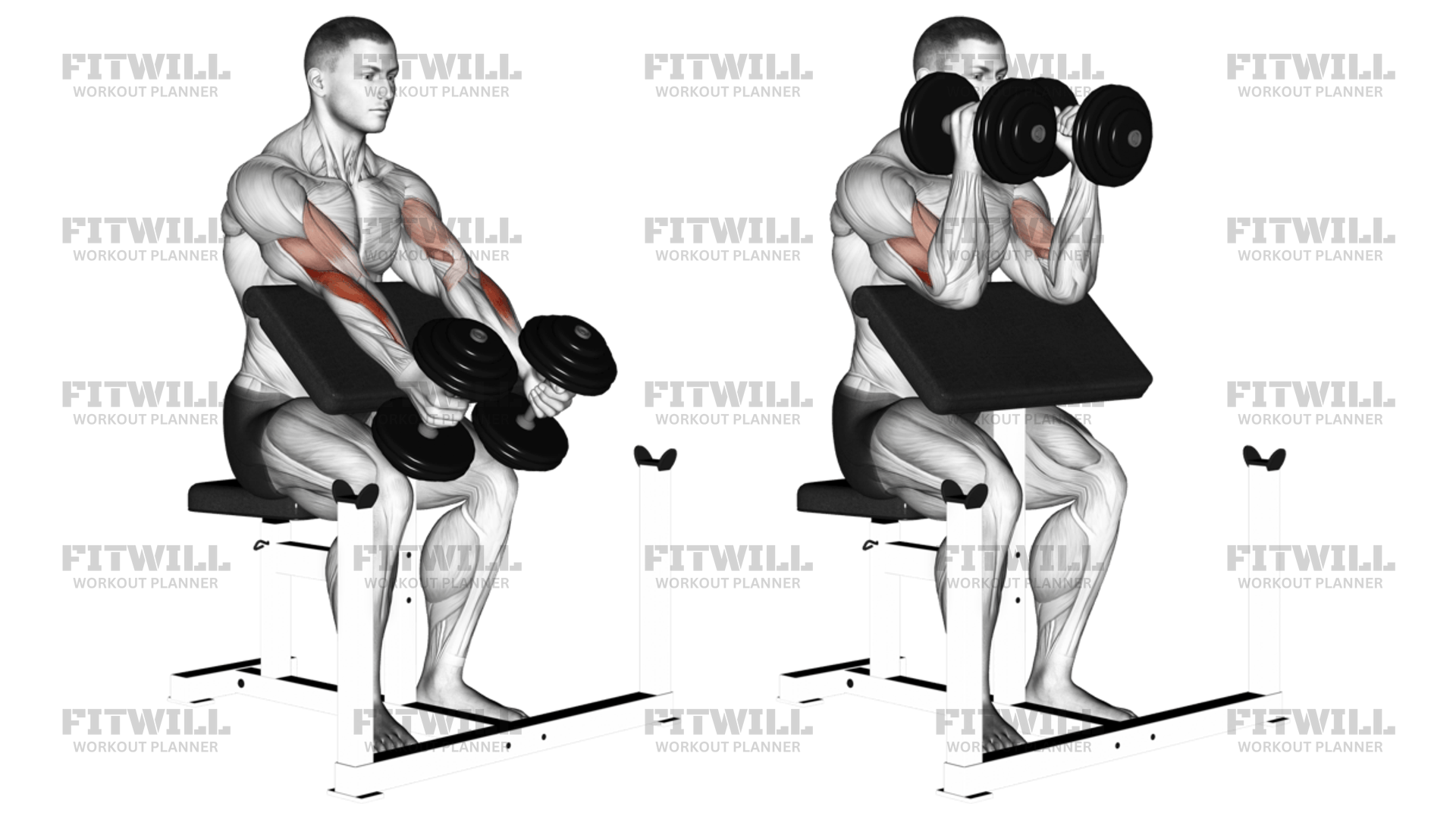 Curl De Martillo Con Mancuernas En Banco Scott: Guía de Ejercicios ...