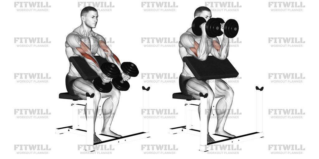 Rosca Martelo Na Banco Scott Com Halteres: Guia de Exercícios, Vídeo ...