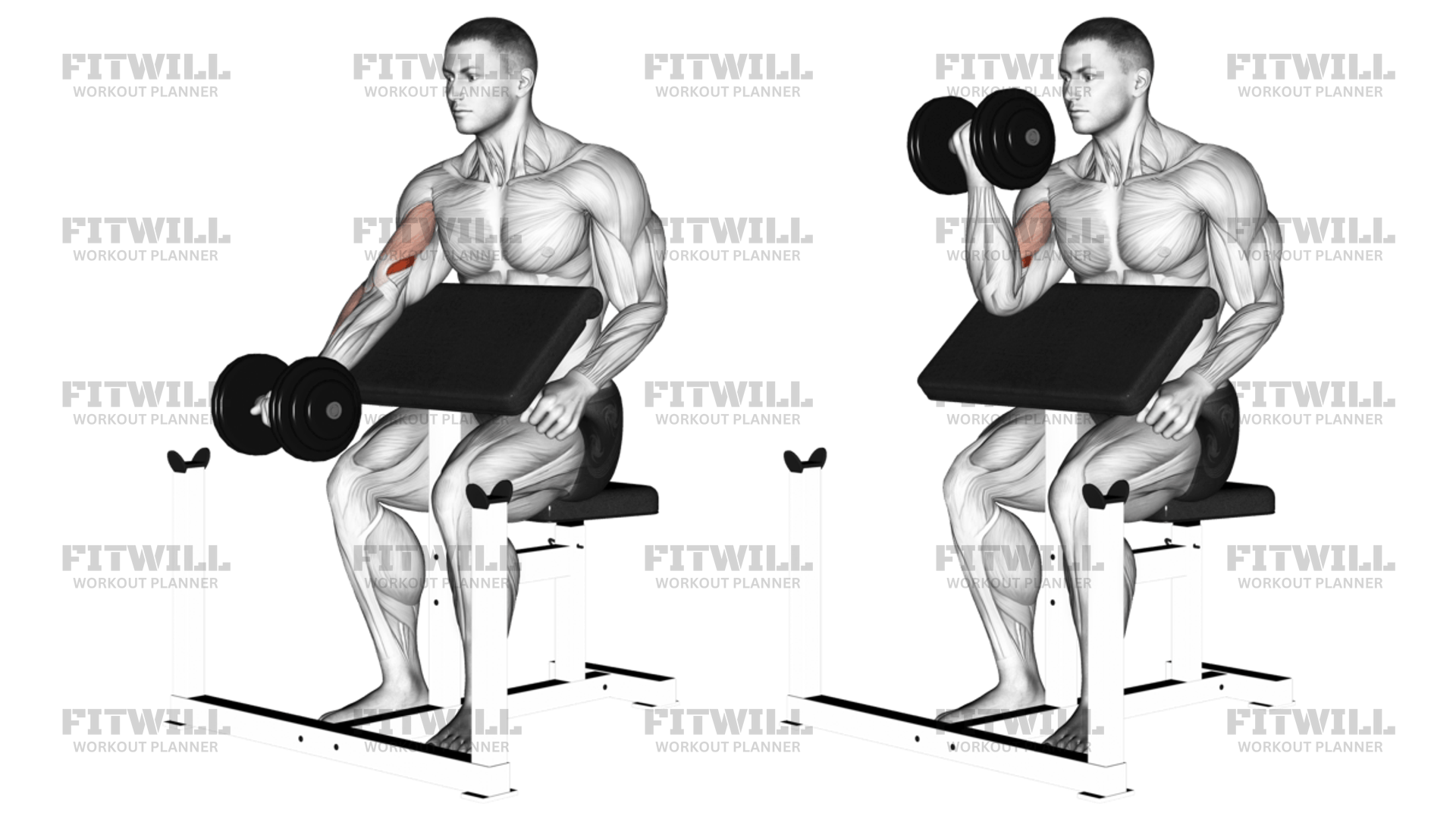 One Arm Dumbbell Preacher Curl: Exercise Guide, Video, Techniques ...