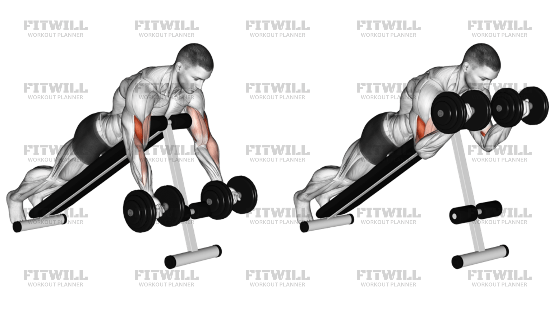Dumbbell Prone Incline Curl: Exercise Guide, Video, Techniques, Benefits, How to, Muscles Worked ...