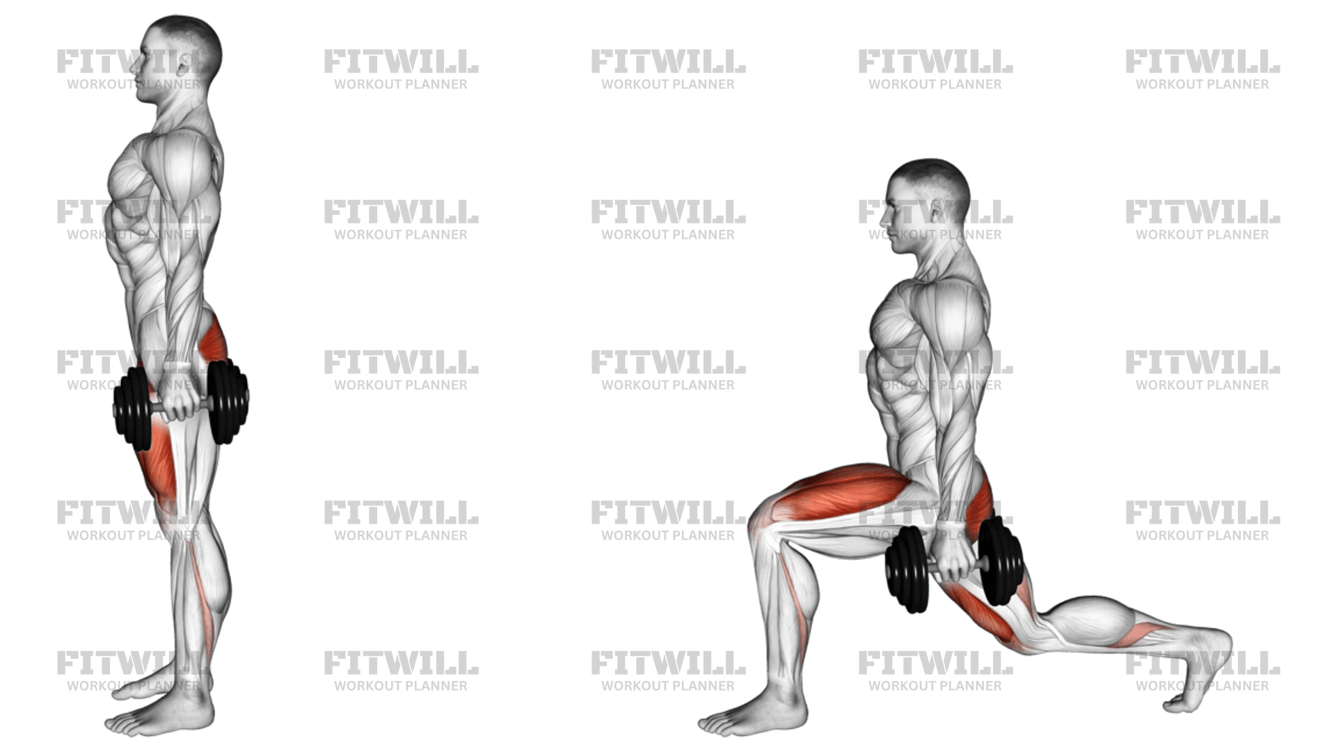 Zancada Hacia Atrás Con Mancuernas: Guía de Ejercicios, Video, Técnicas ...