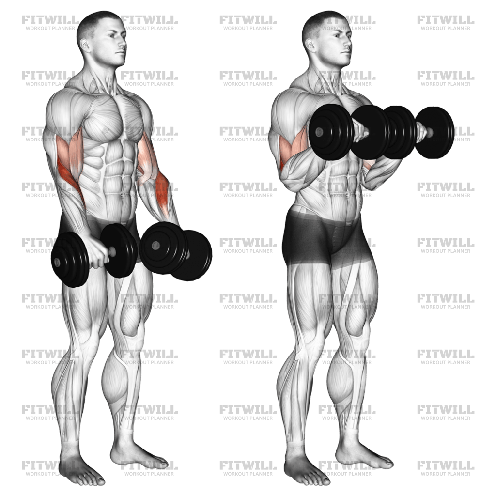 Ultimate Dumbbell Arm Workout: Build Strength and Definition | Workout Library | Fitwill