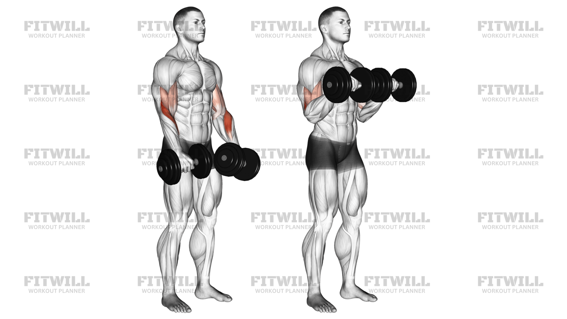Ultimate Dumbbell Arm Workout: Build Strength and Definition | Workout ...