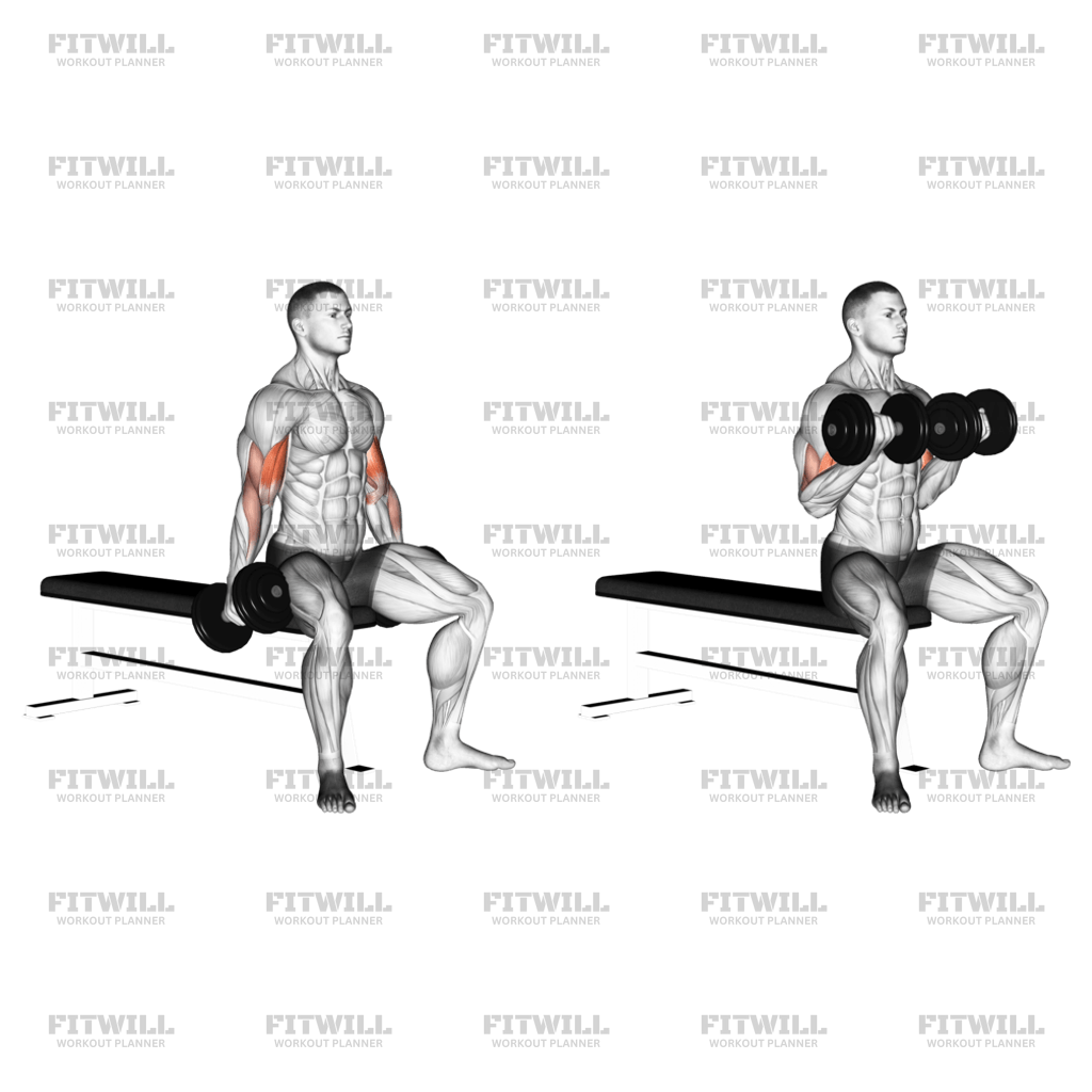 Kurzhantel Bizeps-Curl Im Sitzen: Übungsanleitung, Video, Techniken ...