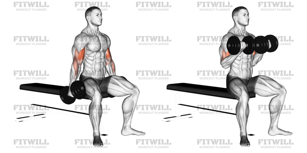Dumbbell Seated Curl: Exercise Guide, Video, Techniques, Benefits, How ...