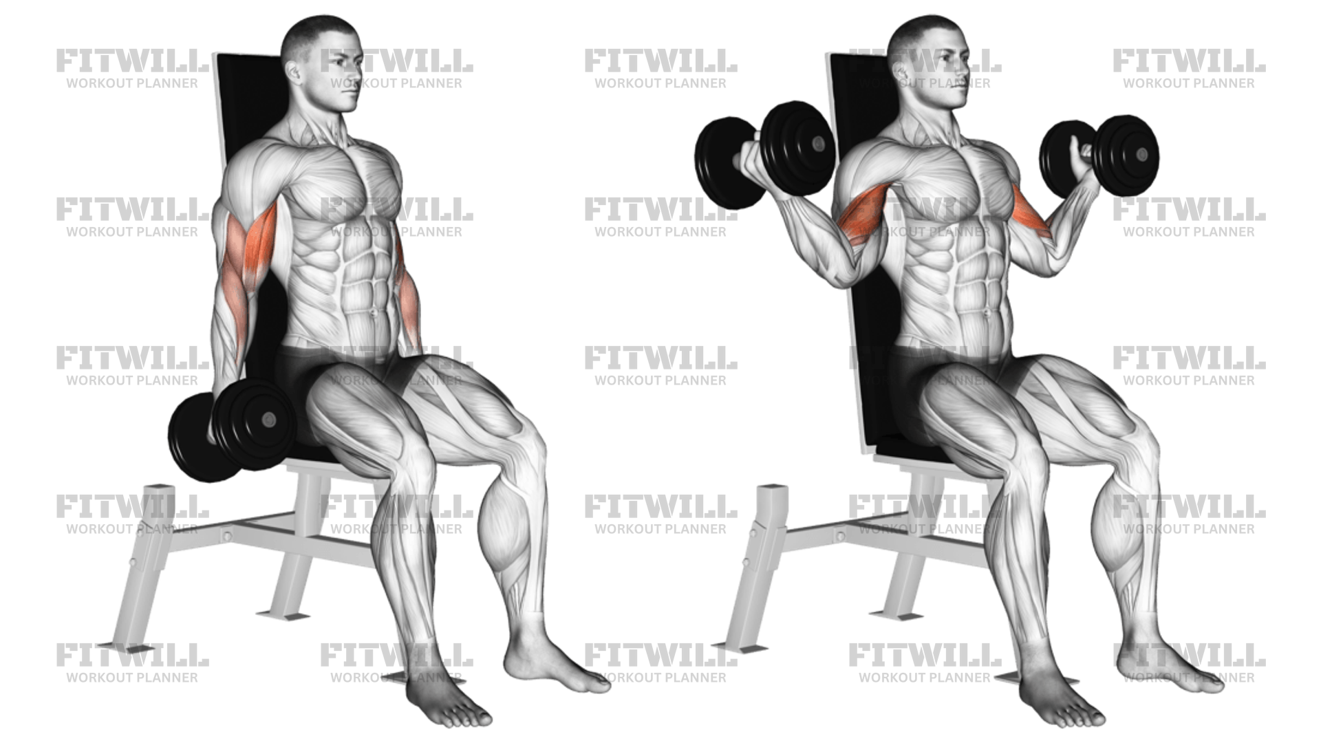 Curl De Bíceps Interno Sentado Con Mancuernas: Guía de Ejercicios ...