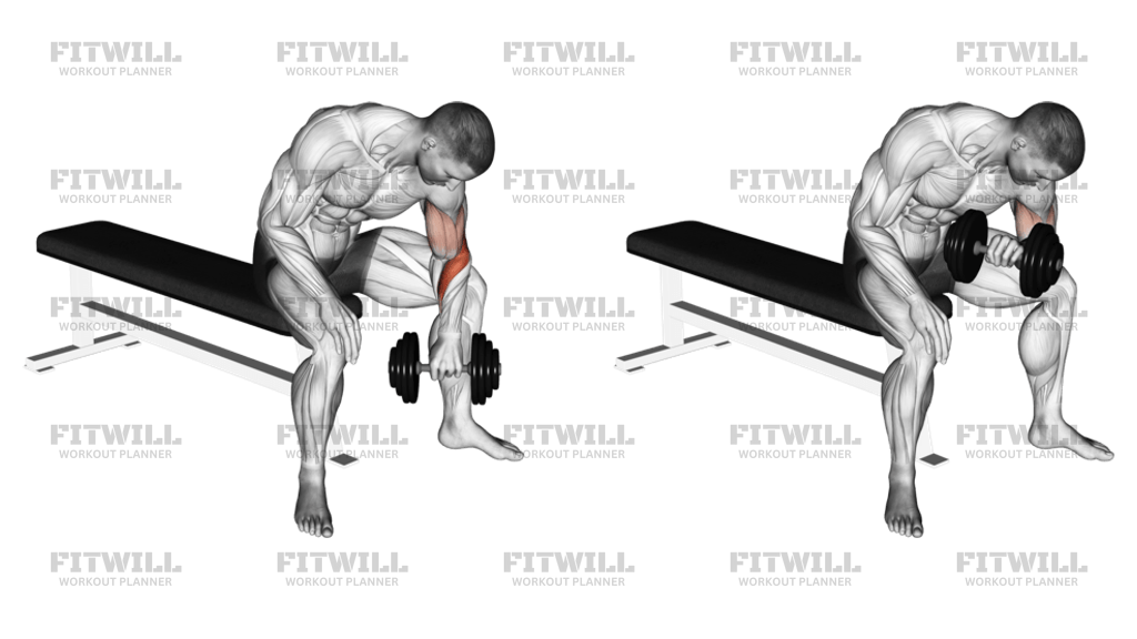 Dumbbell Seated Revers Grip Concentration Curl: Exercise Guide, Video ...