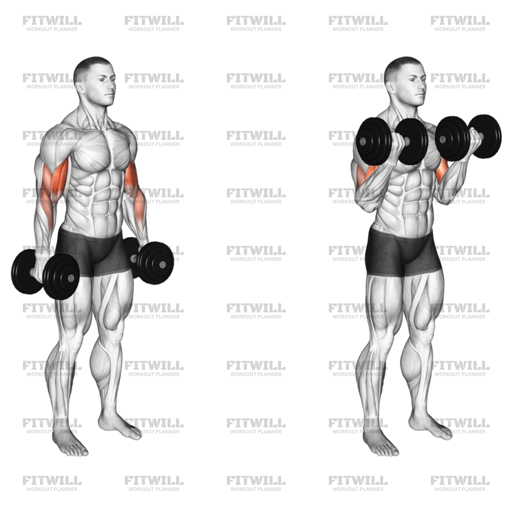 Rosca Direta Em Pé Com Halteres: Vídeo do Exercício | Fitwill