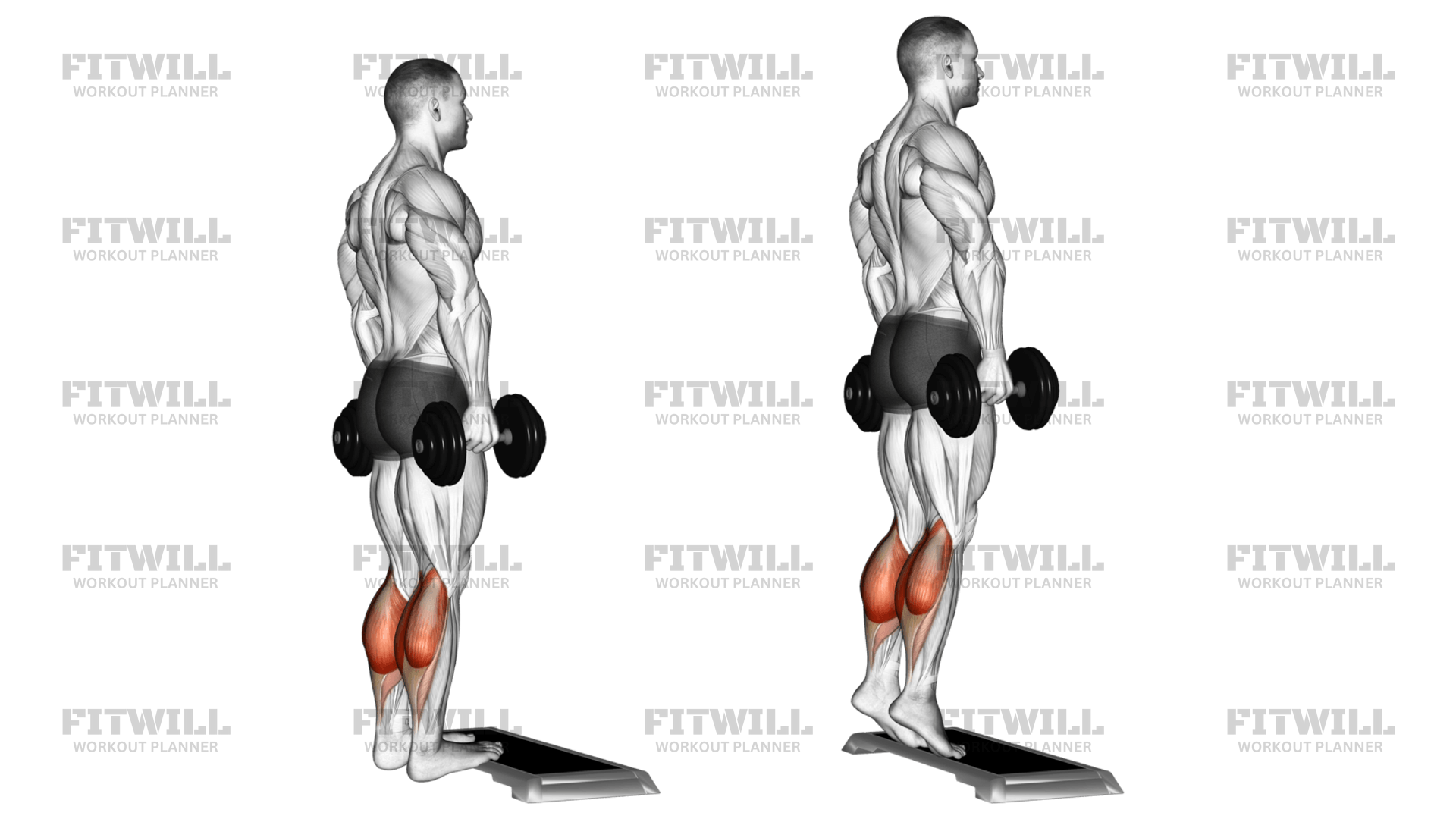 Dumbbell Standing Calf Raise: Exercise Guide, Video, Techniques ...