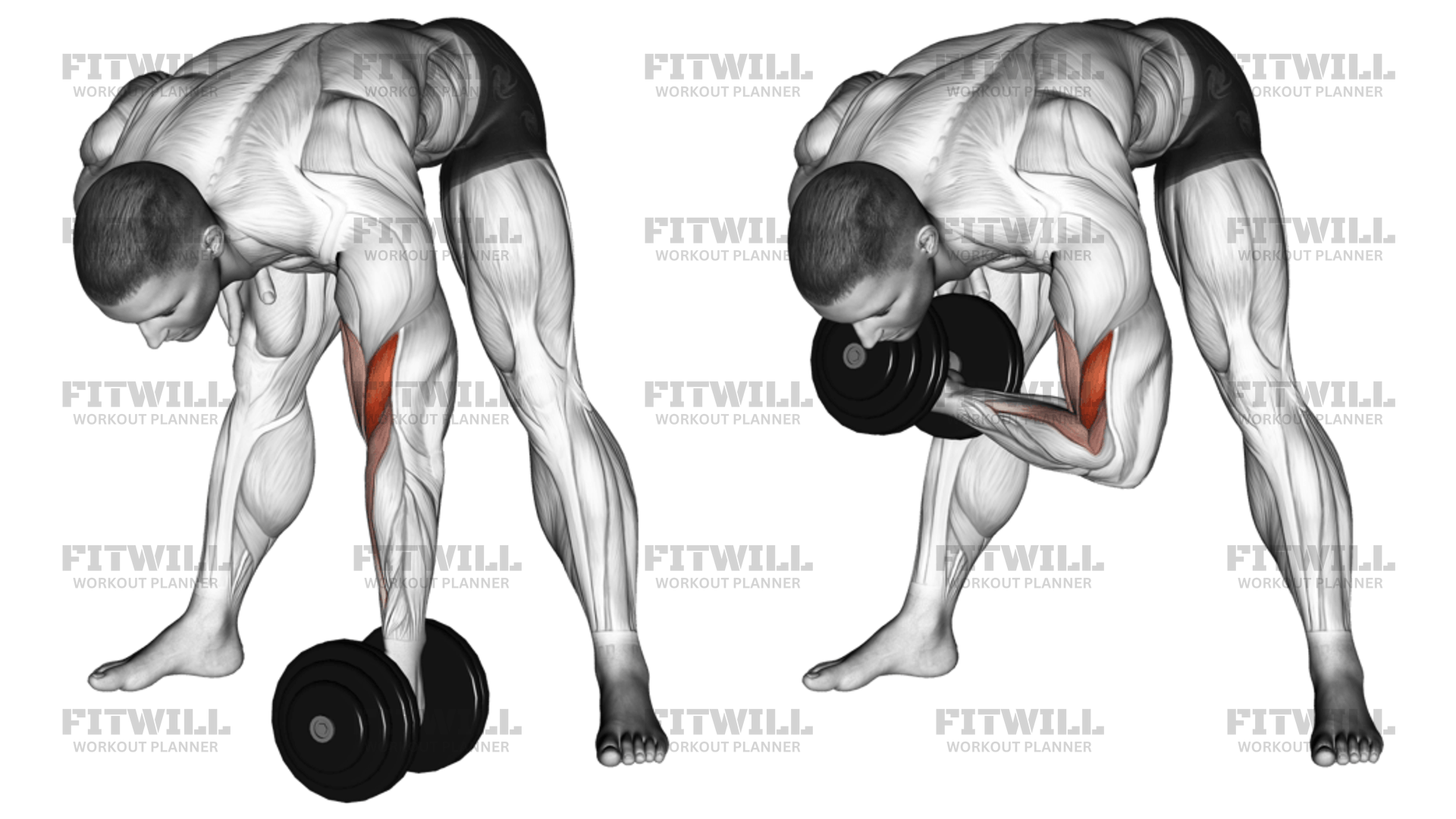 Curl De Concentration Debout Avec Haltère: Guide d'exercice, Vidéo ...