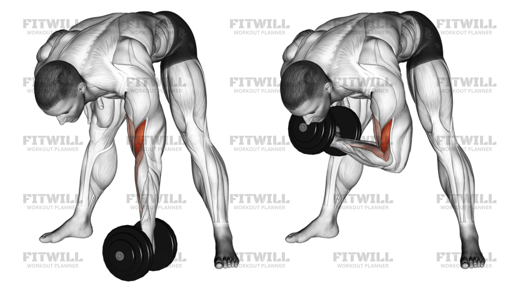 Dumbbell Standing Concentration Curl: Exercise Guide, Video, Techniques ...