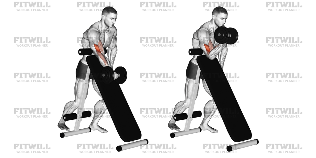 Dumbbell Standing One Arm Curl (over Incline Bench): Exercise Guide ...