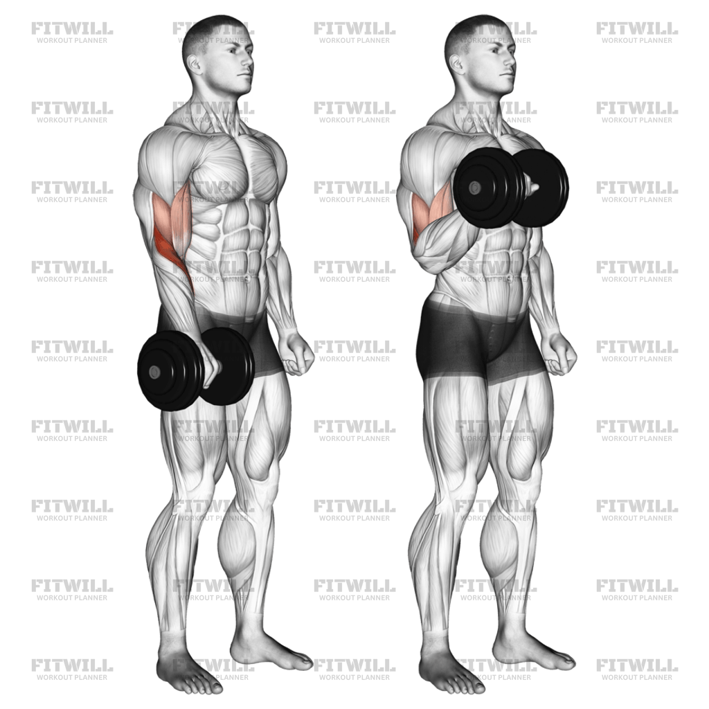 Dumbbell Standing One Arm Reverse Curl: Exercise Guide, Techniques ...
