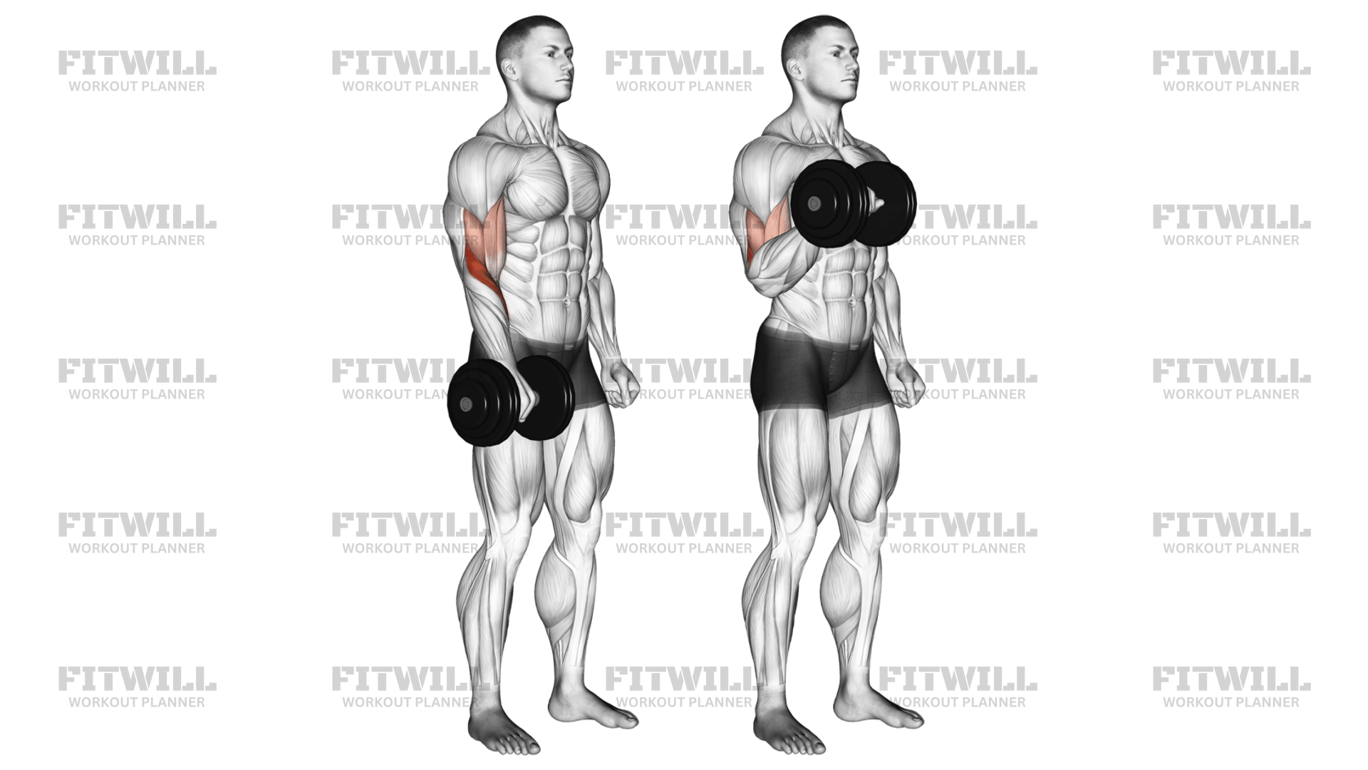Dumbbell Standing One Arm Reverse Curl: Exercise Guide, Techniques, Benefits, How to, Muscles ...