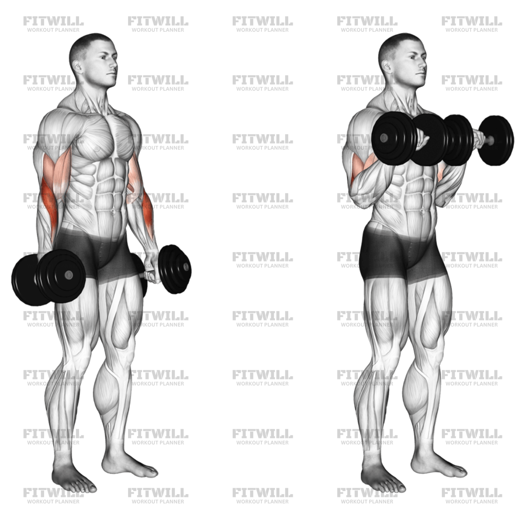 Dumbbell Standing Reverse Curl: Exercise Guide, Video, Techniques, Benefits, How to, Muscles ...