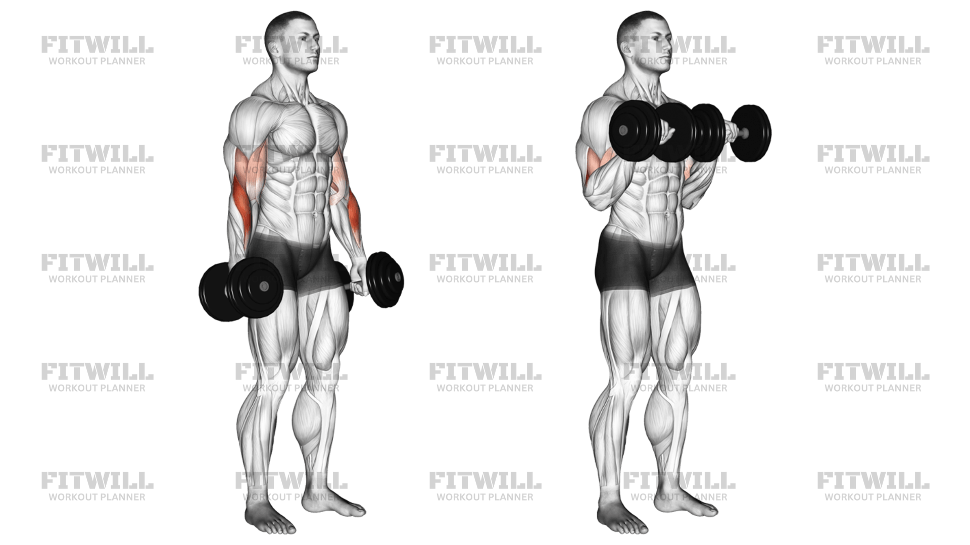 Dumbbell Standing Reverse Curl: Exercise Guide, Video, Techniques, Benefits, How to, Muscles ...