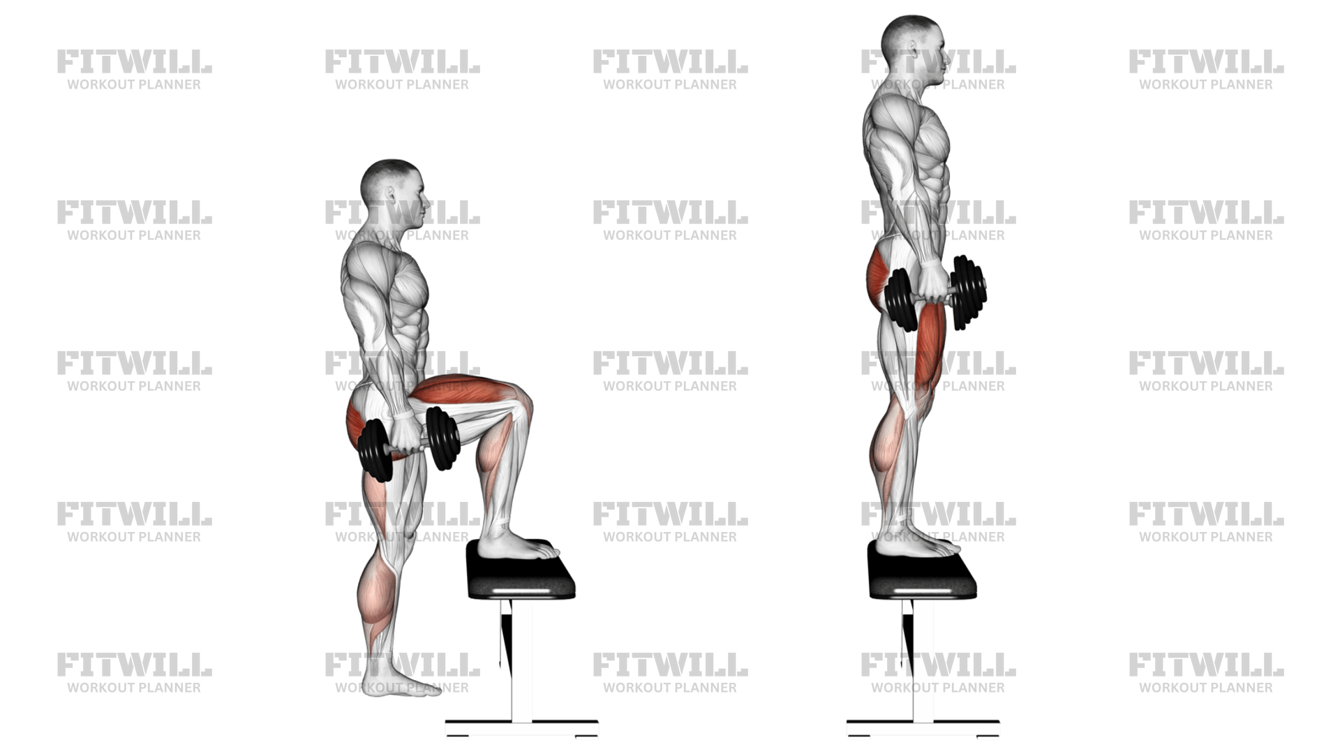 Dumbbell Step-up: Exercise Guide, Video, Techniques, Benefits, How to ... Dumbbell Step-up: Exercise Guide, Video, Techniques, Benefits, How to ...