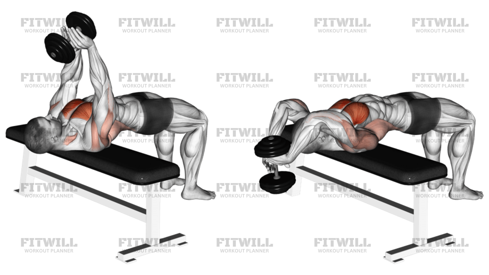 Dumbbell Straight Arm Pullover: Exercise Guide, Video, Techniques ...