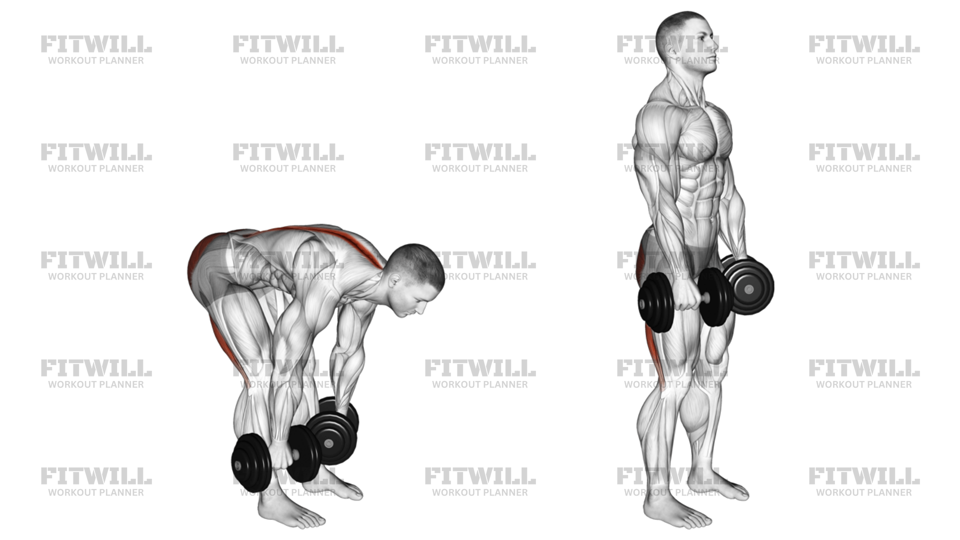 Dumbbell Straight Leg Deadlift: Exercise Guide, Video, Techniques ...