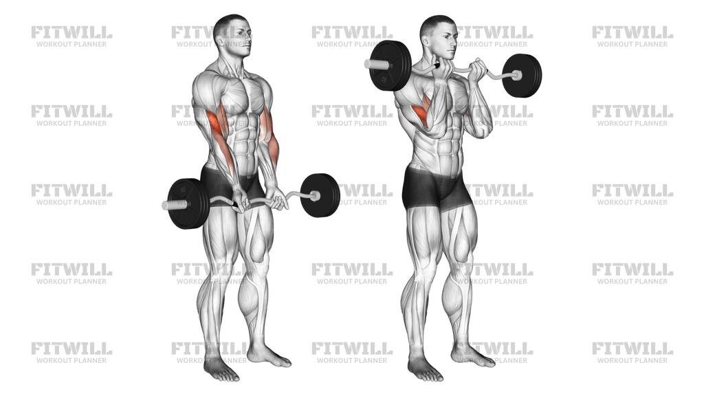 Curl À Prise Serrée Avec Barre EZ : Guide d'exercice, vidéo, techniques ...