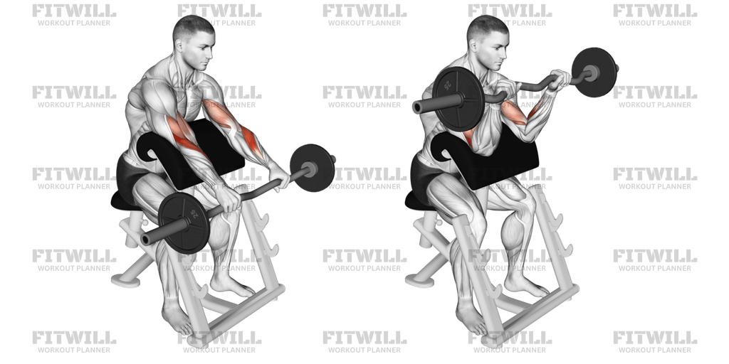 Curl En Banco Scott Con Barra EZ Y Agarre Invertido: Video de Ejercicio ...