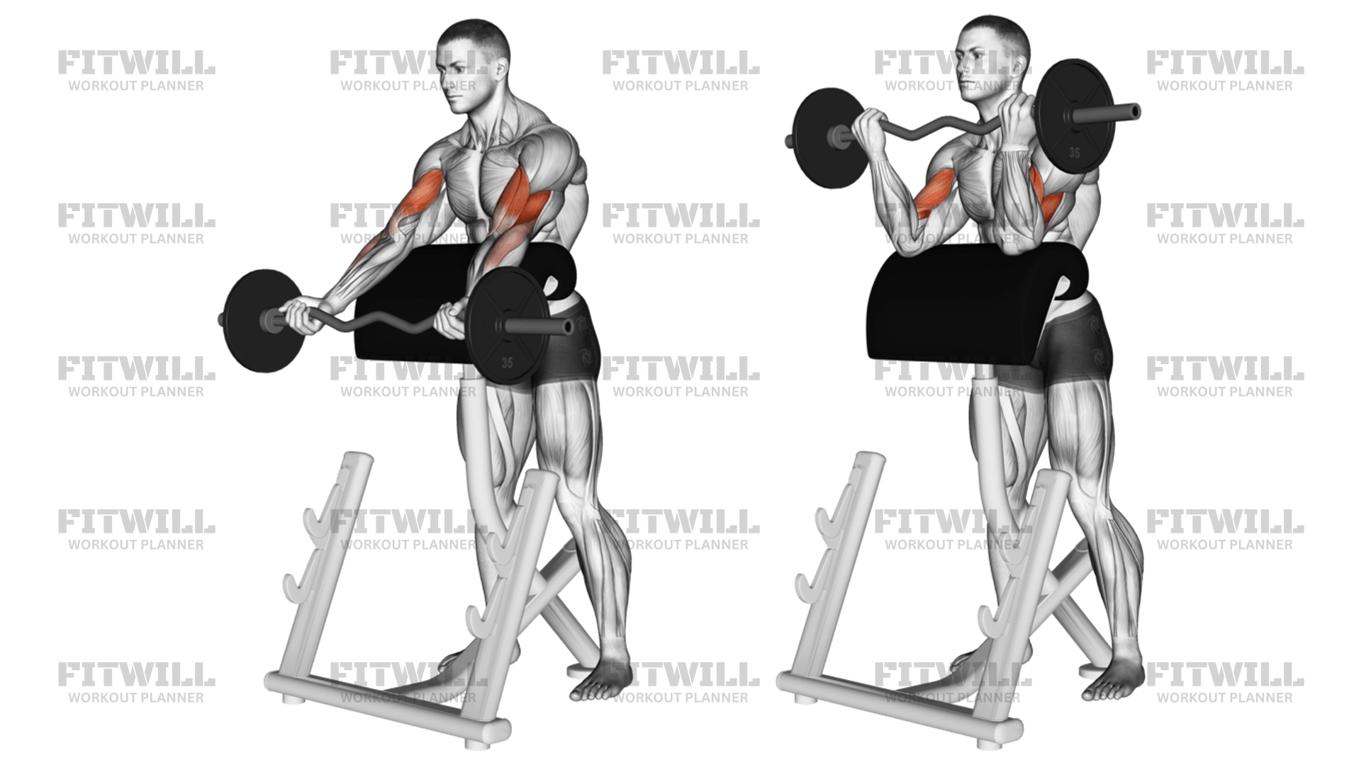 EZ Barbell Spider Curl: Exercise Guide, Techniques, Benefits, How to ...
