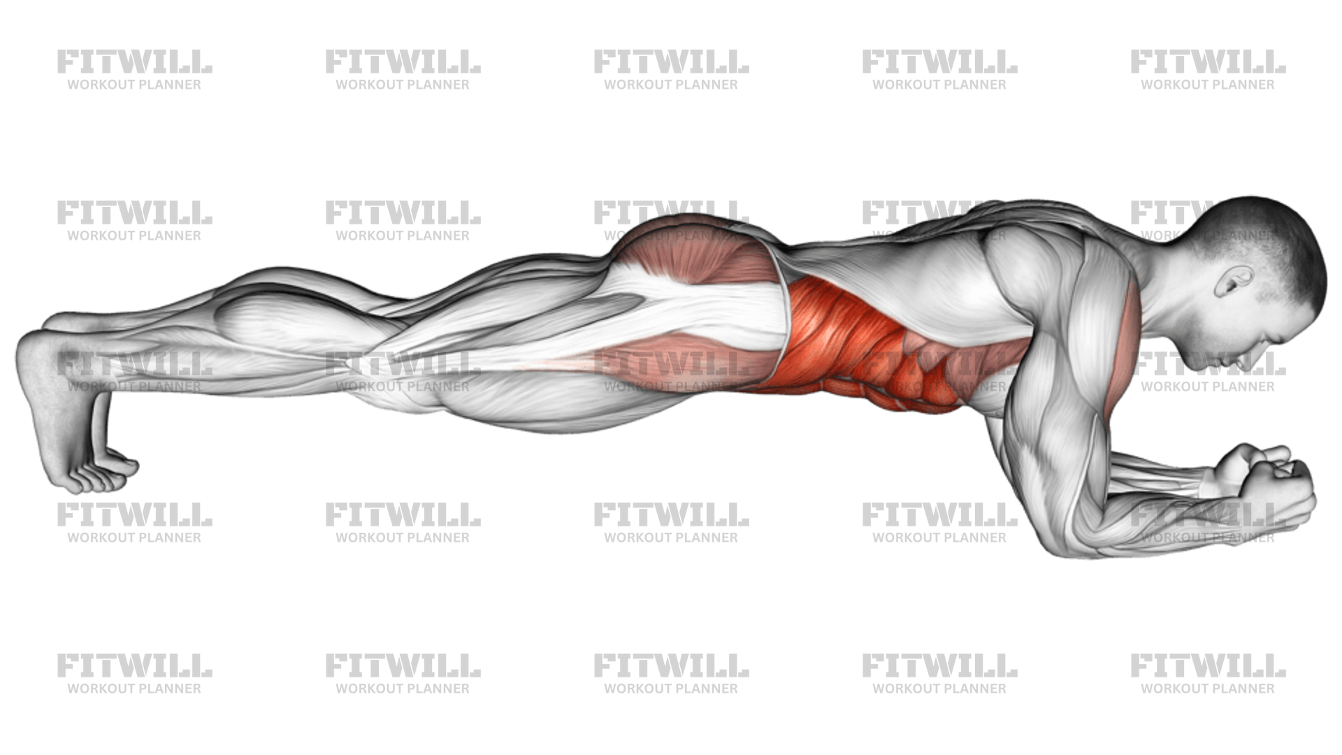 Front Plank: Exercise Guide, Video, Techniques, Benefits, How to ...