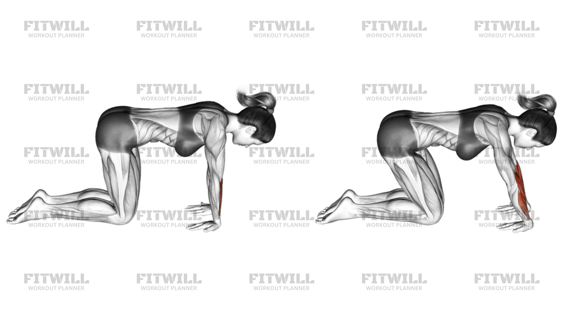 Estiramiento De Flexores De Muñeca De Rodillas: Guía de Ejercicios ...