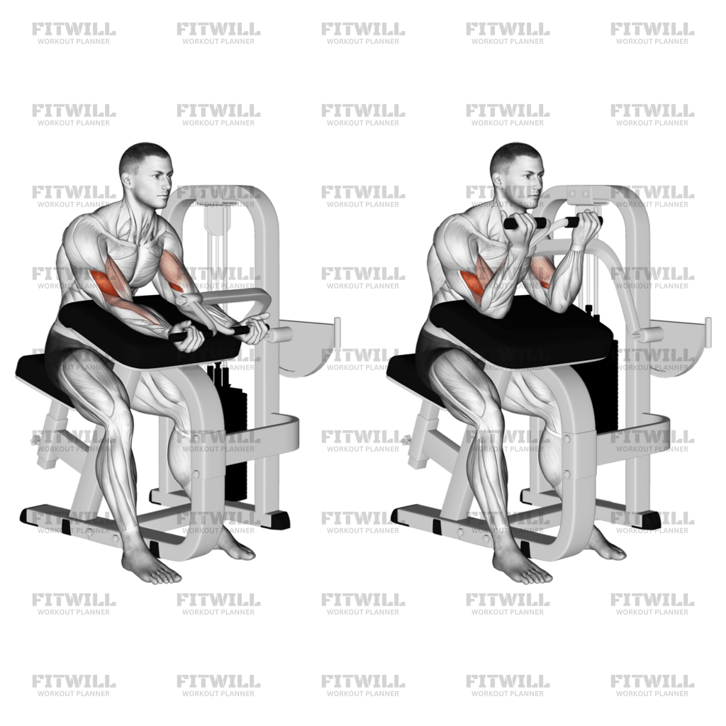 Rosca Scott Na Máquina: Vídeo de Exercício | Fitwill