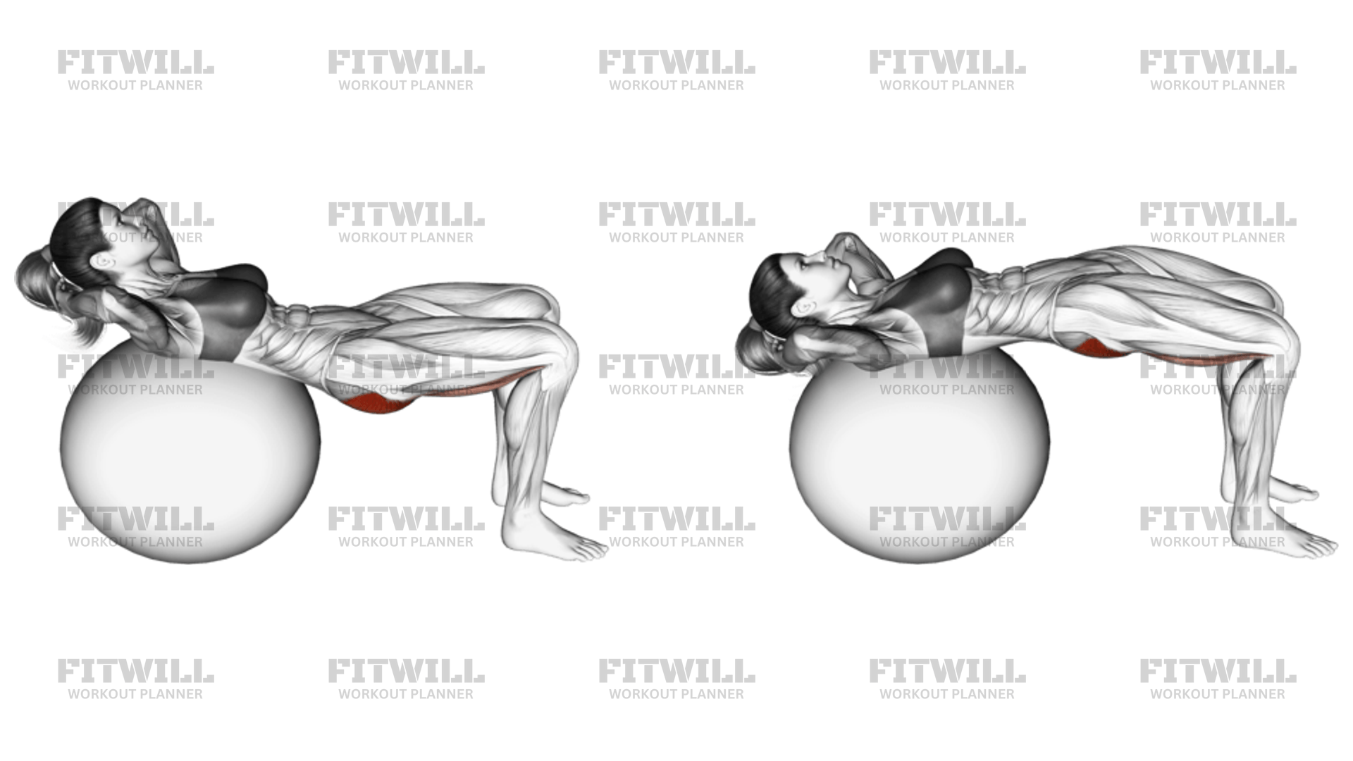 Lying Hip Lift (on Stability Ball): Exercise Guide, Video, Techniques ...
