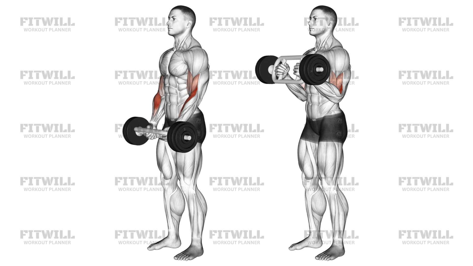 Olympic Barbell Hammer Curl: Exercise Guide, Video, Techniques, Benefits, How to, Muscles Worked ...