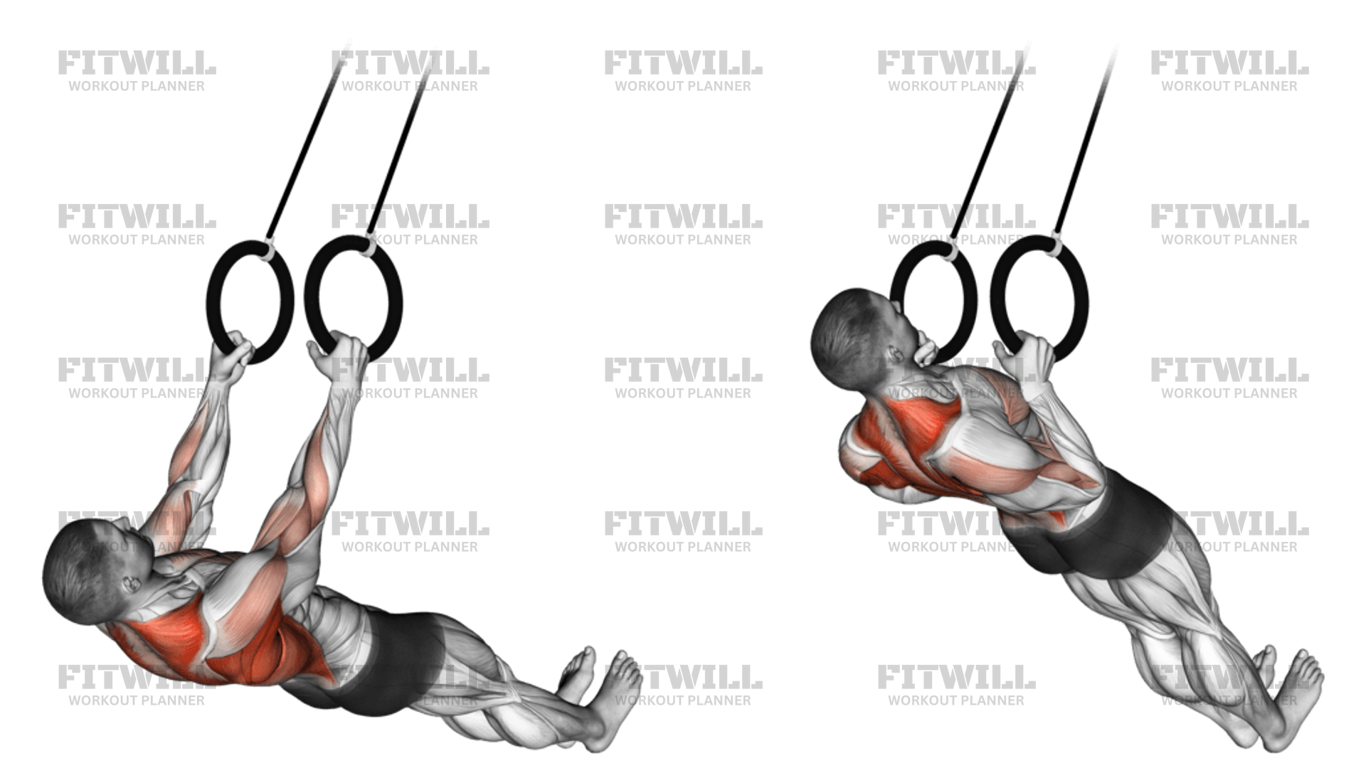 Suspended Row: Exercise Guide, Video, Techniques, Benefits, How to ...