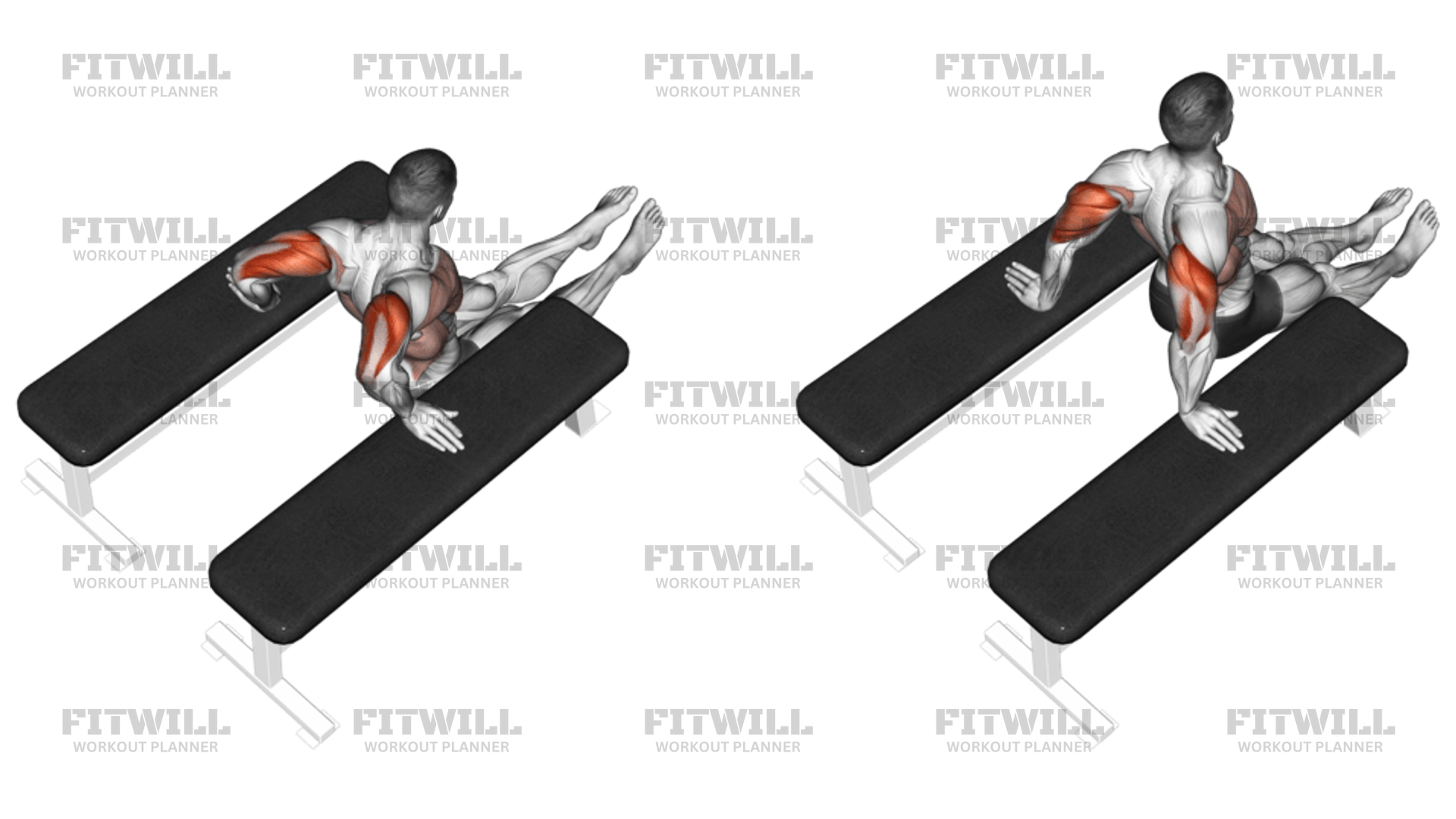 Triceps Dip (between Benches): Exercise Guide, Techniques, Benefits, How to, Muscles Worked ...