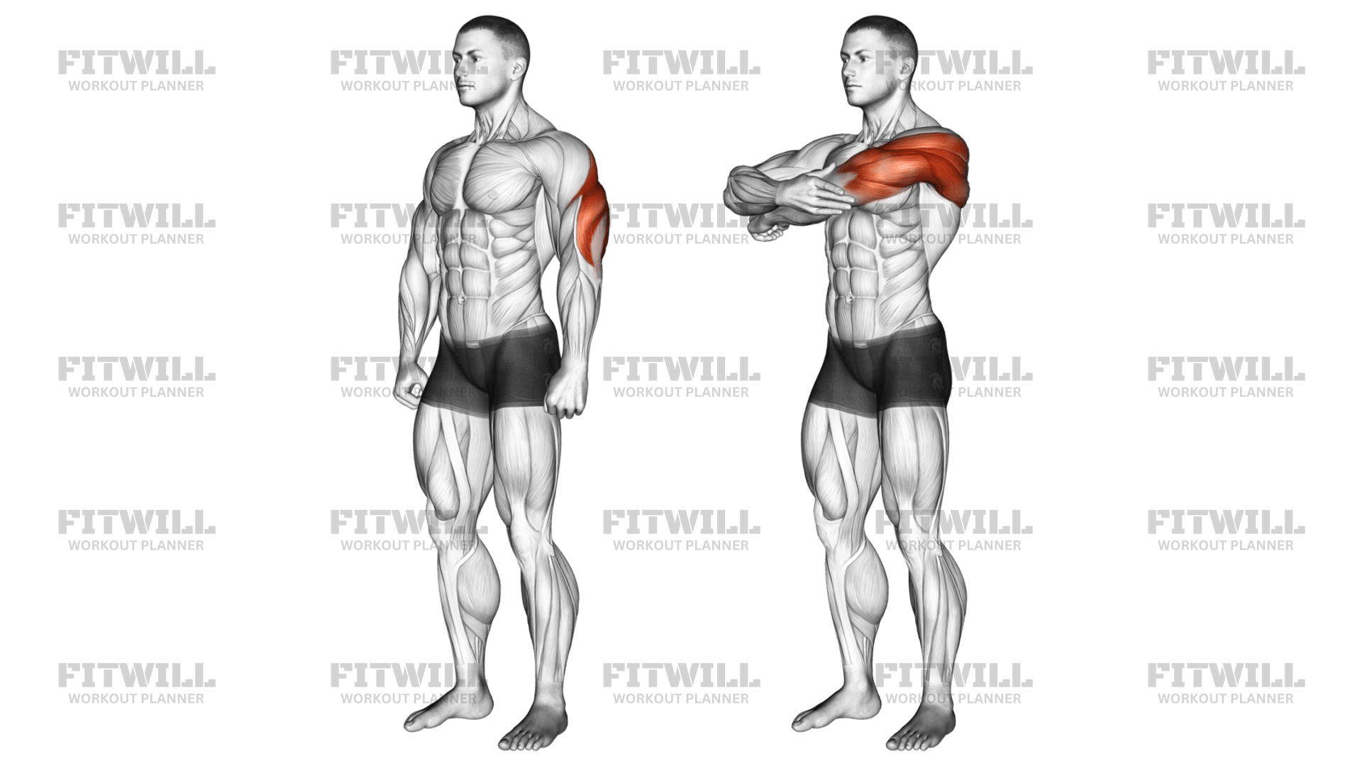 Triceps Stretch: Exercise Guide, Techniques, Benefits, How to, Muscles ...