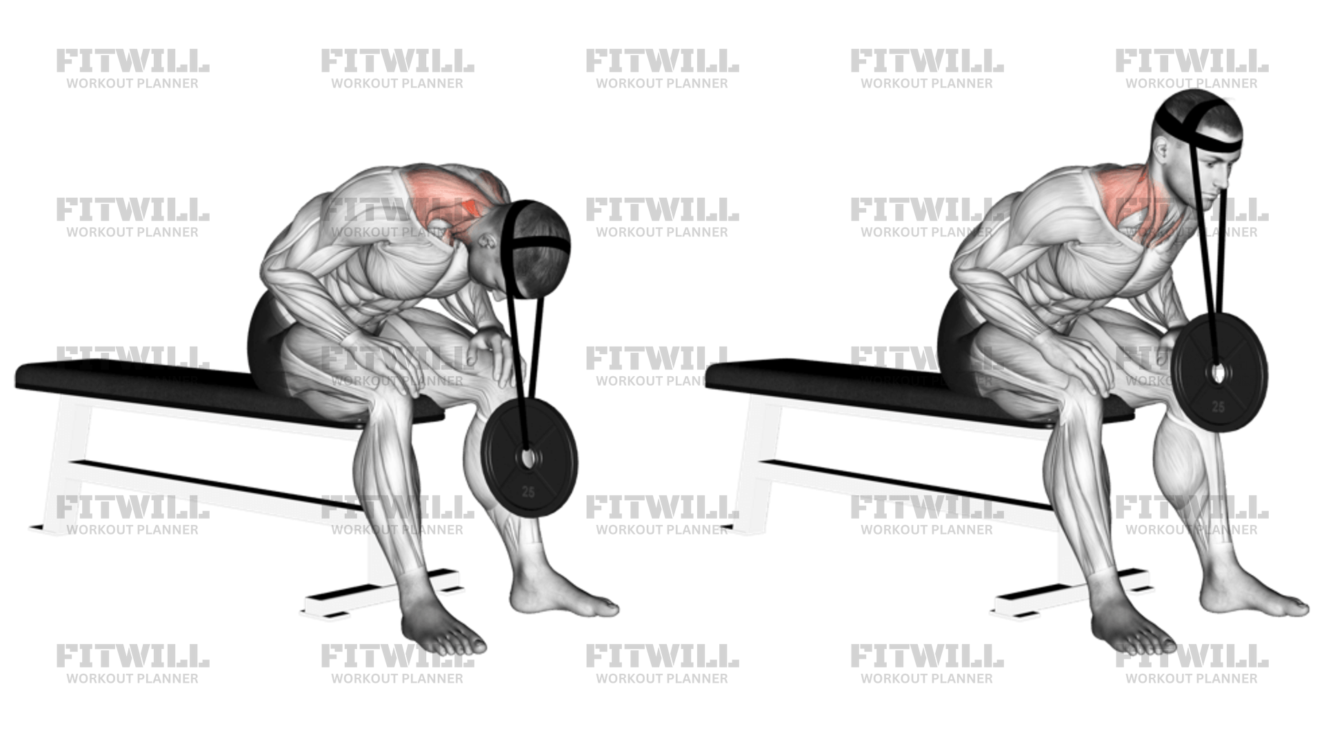 Weighted Seated Neck Extension (with Head Harness): Exercise Guide ...