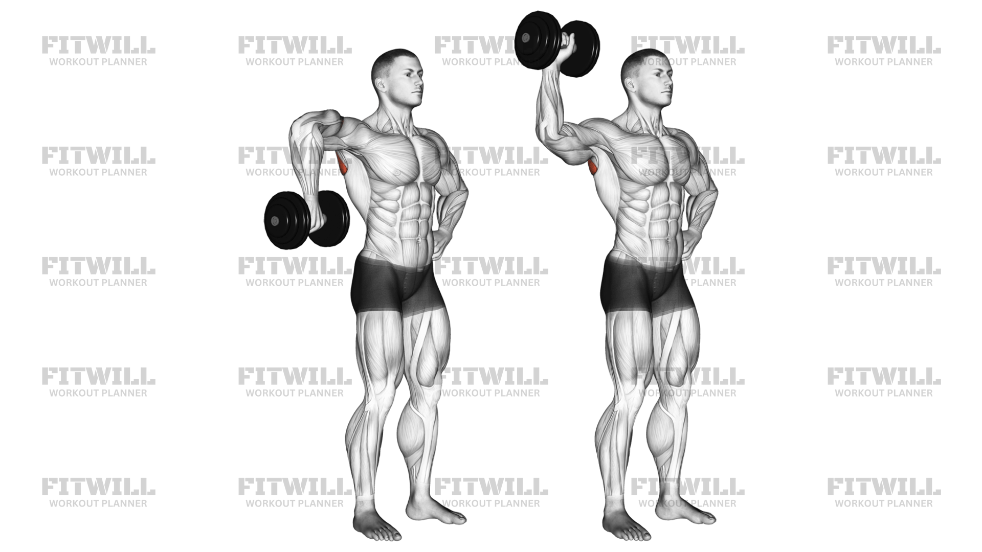 Dumbbell Upright Shoulder External Rotation: Exercise Guide, Video ...