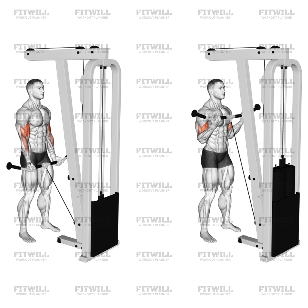 Cable Curl: Exercise Guide, Video, Techniques, Benefits, How to ...