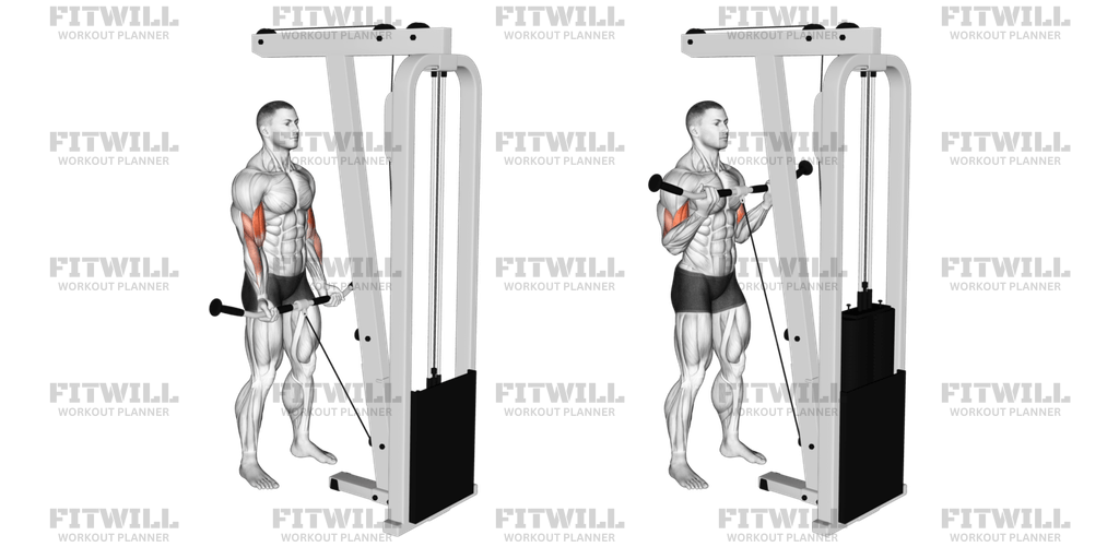Ultimate Cable Workout for Biceps and Triceps: Build Strength & Definition | Workout Library ...