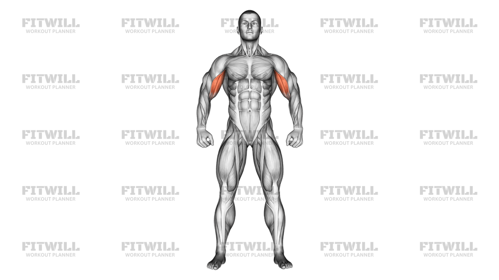 Body Muscles Front View: Exercise Guide, Techniques, Benefits, How to ...