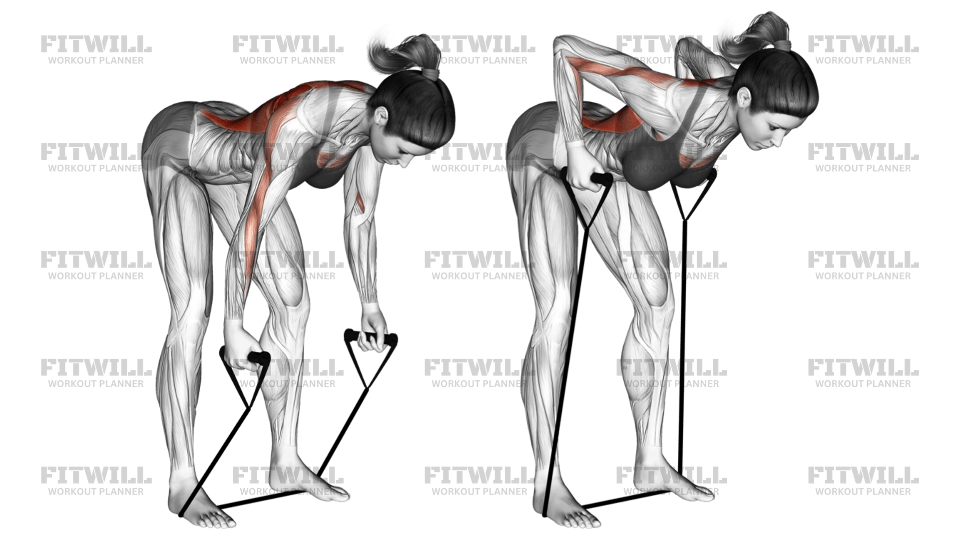 Rowing Penché Avec Élastique : Guide d'exercice, vidéo, techniques ...