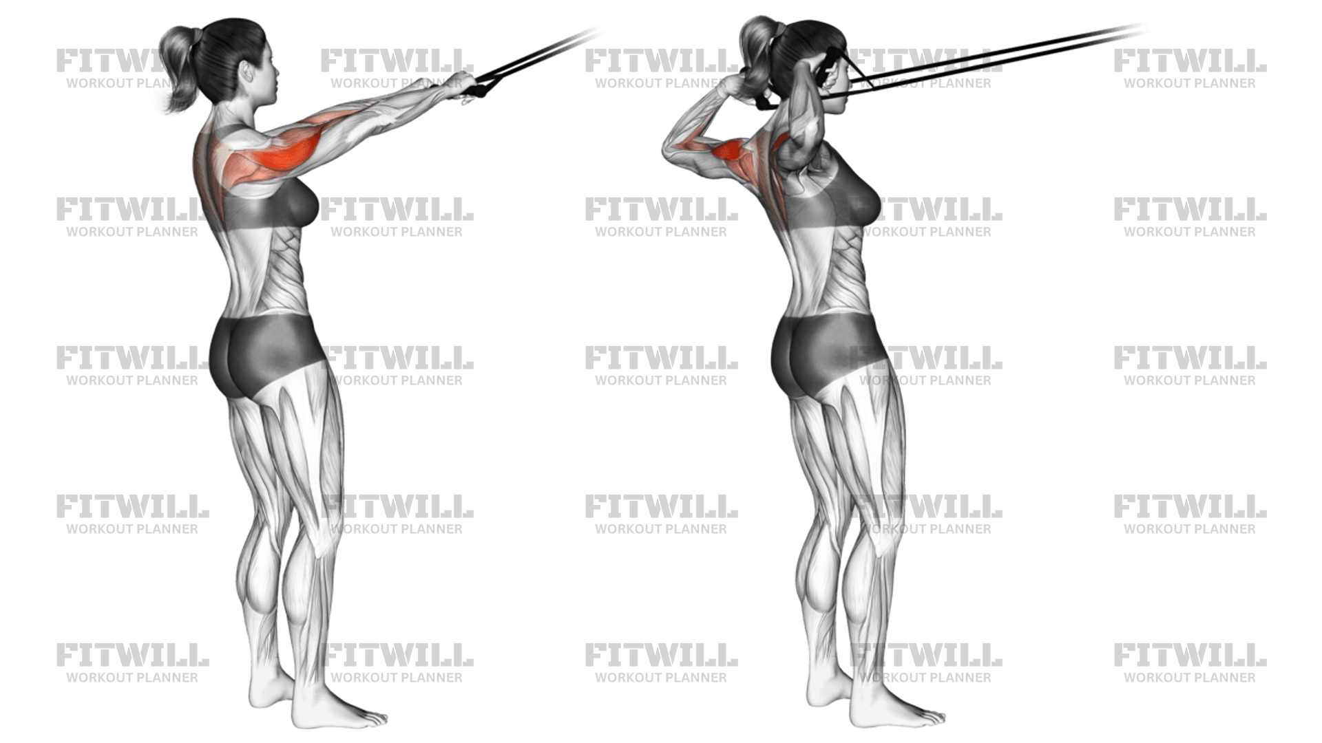 Band Face Pull: Exercise Guide, Video, Techniques, Benefits, How to ...