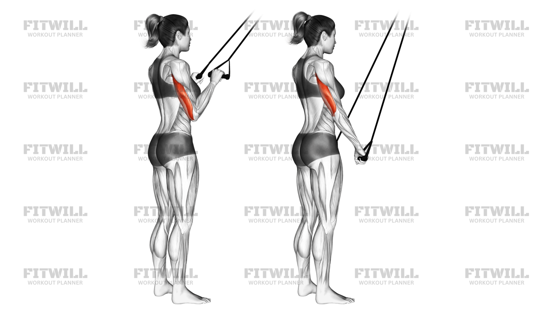 Extensión De Tríceps Con Banda: Video de Ejercicio | Fitwill