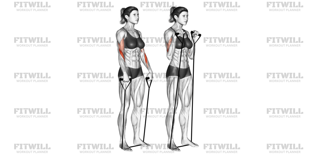 Band Reverse Curl: Exercise Guide, Techniques, Benefits, How to ...