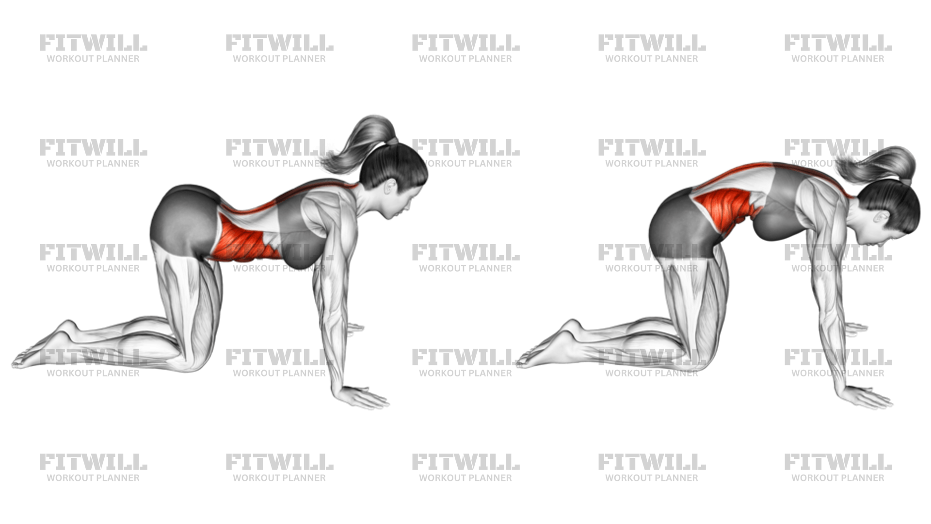 Cat Pose: Exercise Guide, Techniques, Benefits, How to, Muscles Worked ...