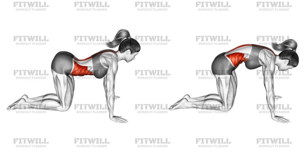 Postura Del Gato: Guía de Ejercicios, Técnicas, Beneficios, Cómo ...